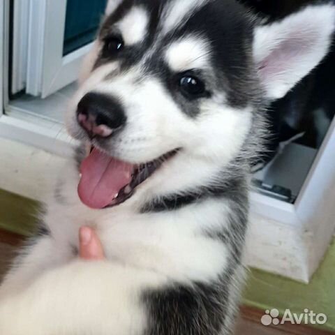 Щенок хаски девочка 1,5 месяца