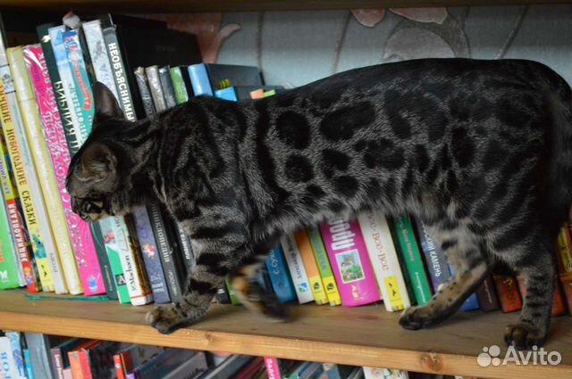 Угольная бенгальская кошка