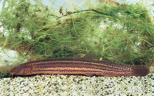 Живая рыба вьюн - донный санитар