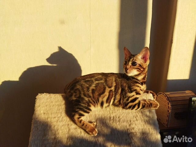 Бенгальская милашка