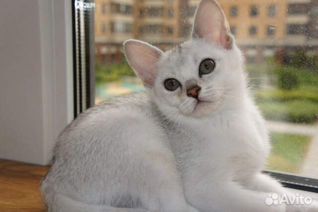 Котята Бурмилла