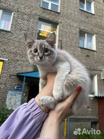 Котенок 4 месяца