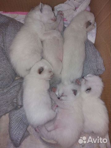 Тайские котята, в хорошие руки