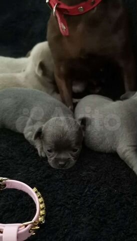 Собака чихуа мини редкие окрасы