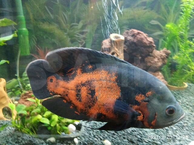 Астронотус