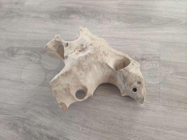 Камень кений