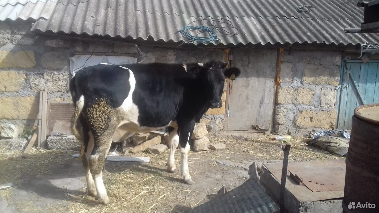 Продажа коровы