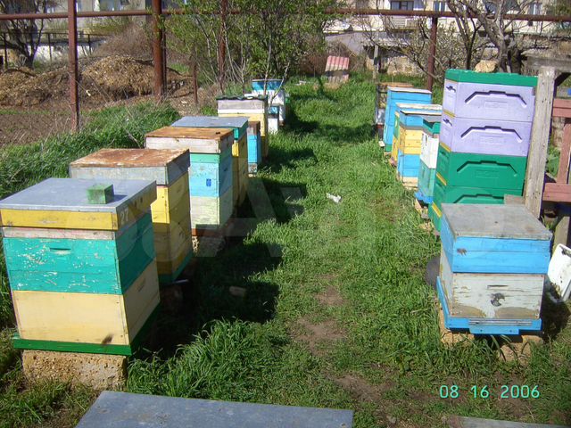 Продам пчелосемьи отводки пчел