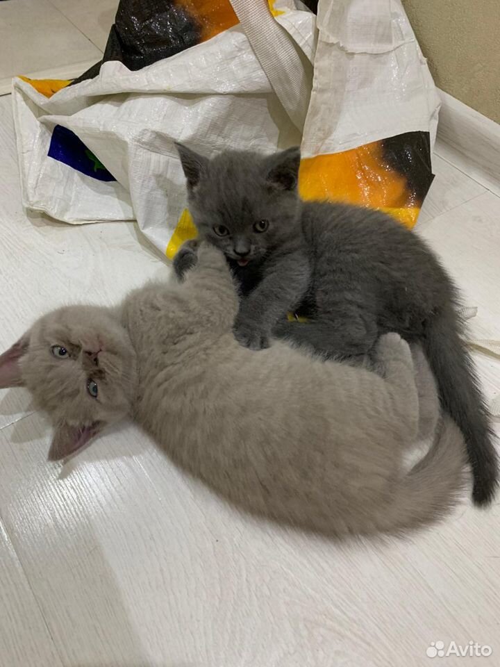 Британские котята