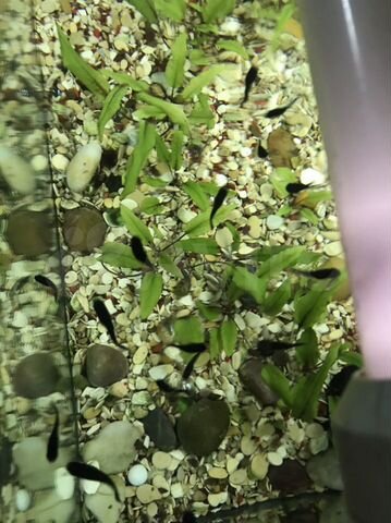 Моллинезия чёрная аквариумная рыбка