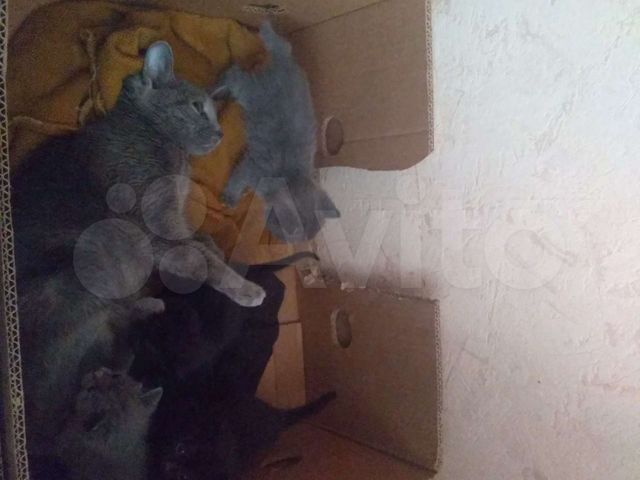 Домашние животные кошки