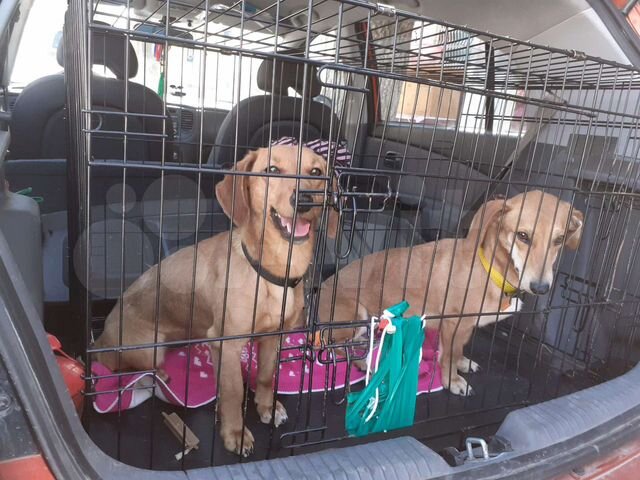 Метисы таксы в одну семью