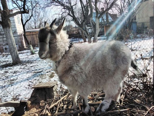 Козочка альпийско-камерунская