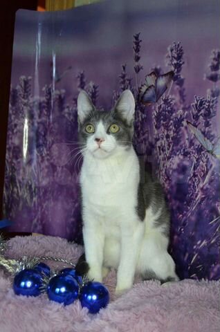 Кошки в добрые руки бесплатно