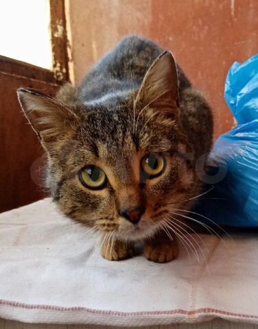 Котик Горошек в добрые руки