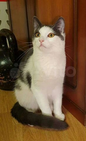 Подросший котенок Грей