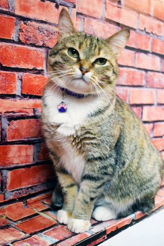 Кошечка Софи 1,5 года ищет дом
