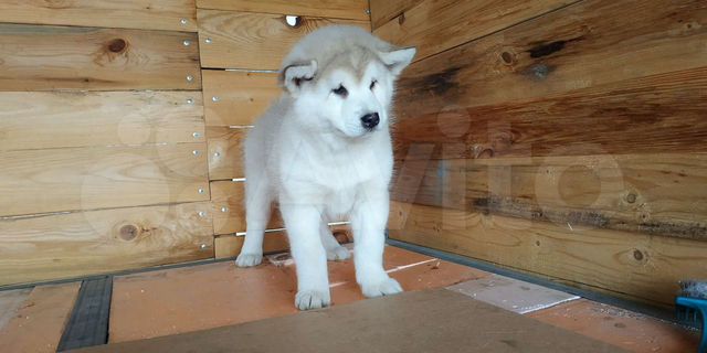 Супер девочка Аляскинскинкого Маламута