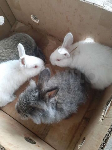 Кролики 2 мес