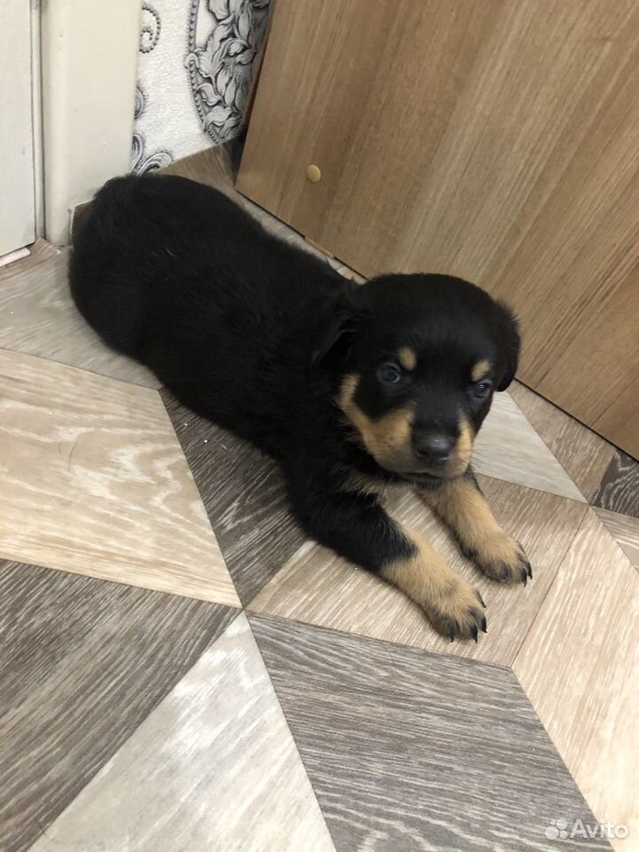 Ротвейлер