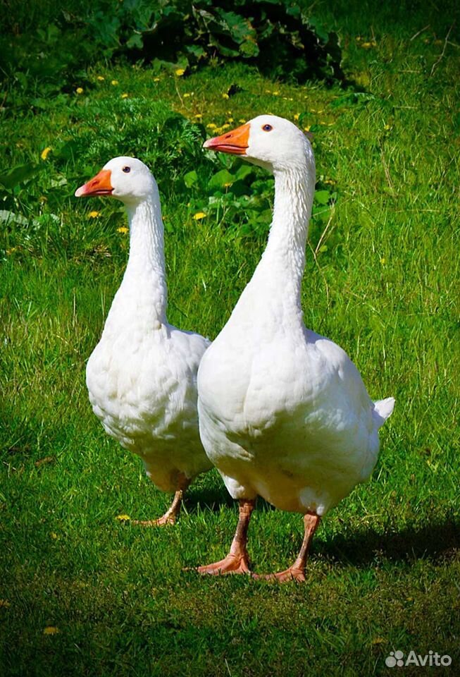 Гусак и 2 гуски