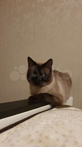 Тайский кот на вязку