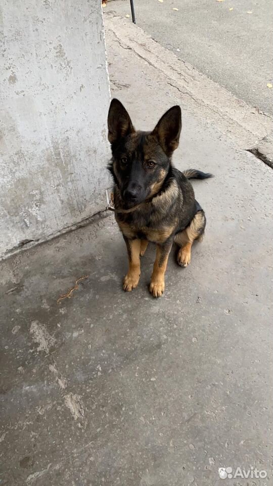 Собачка подросток ищет дом