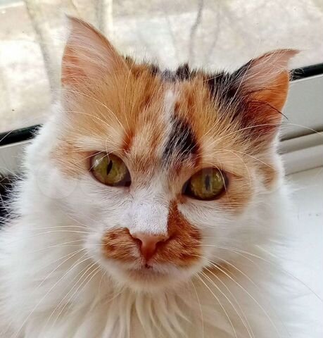 Необыкновенная кошка