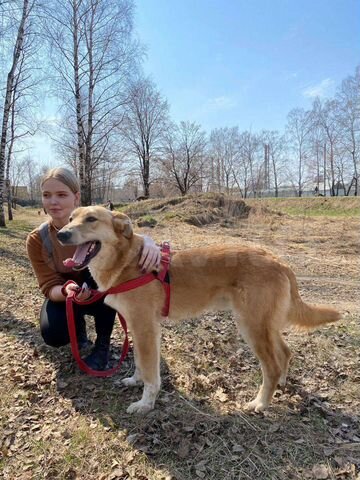 Наш музыкальный пёс Моцарт