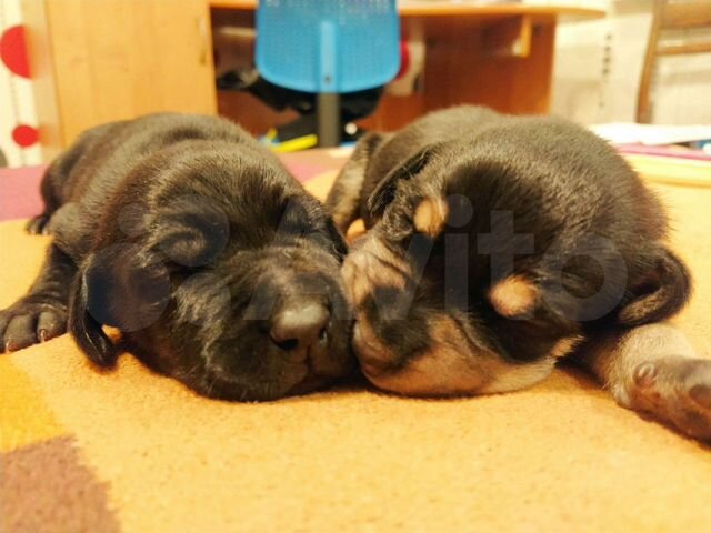 Щенки в добрые руки бесплатно