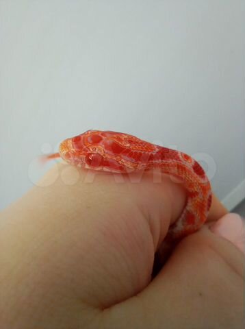 Маисовый полоз