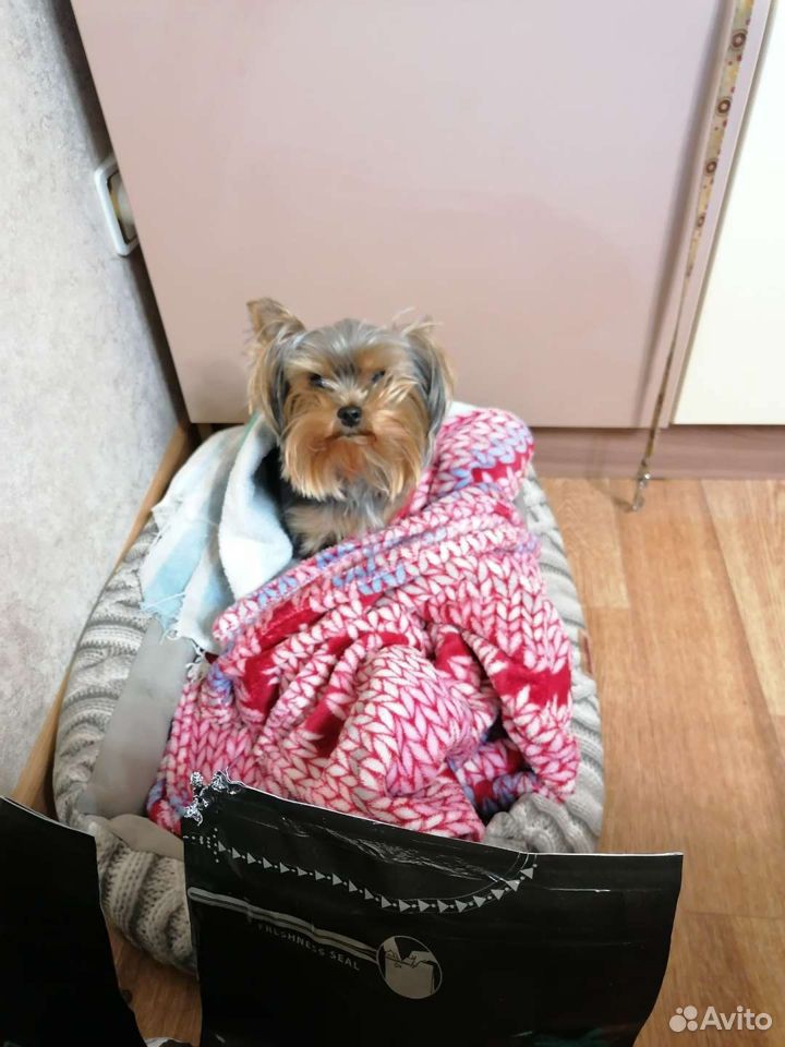 Отдам в хорошие руки, Йорк (девочка)