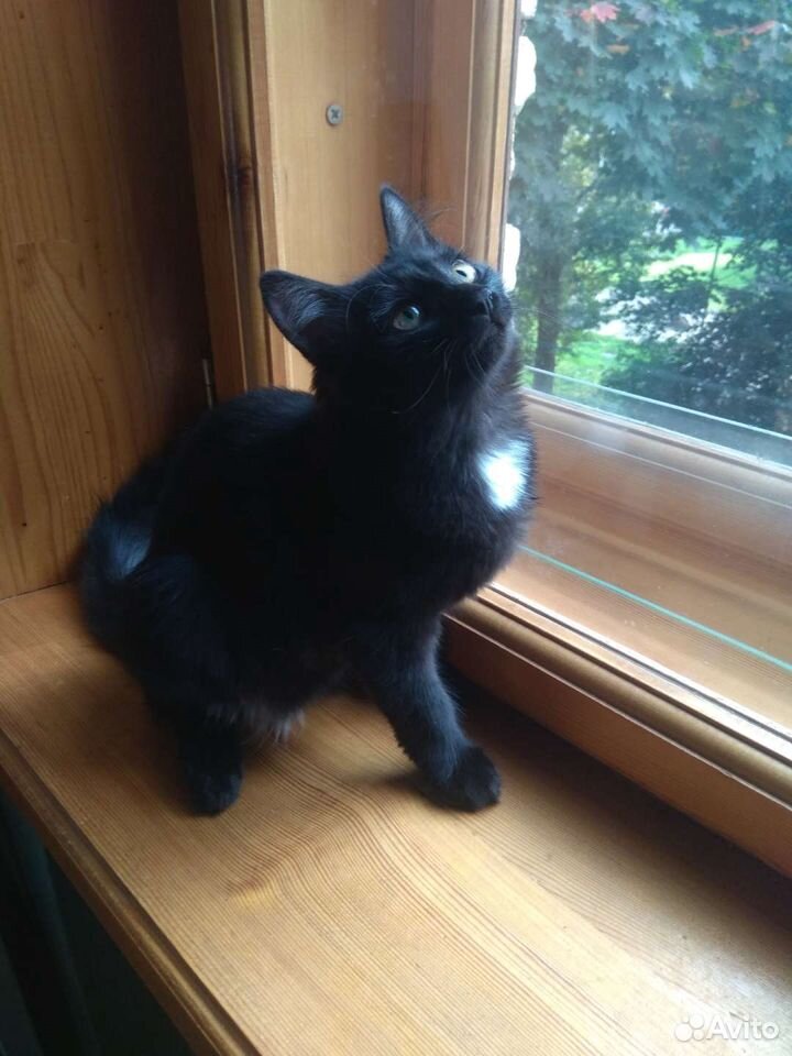 Кошка Ночка ищет дом