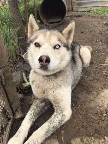 Хаски бесплатно