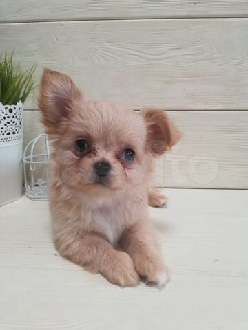 Рыжий Антошка