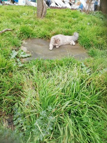 Кошечка пушистик игривый