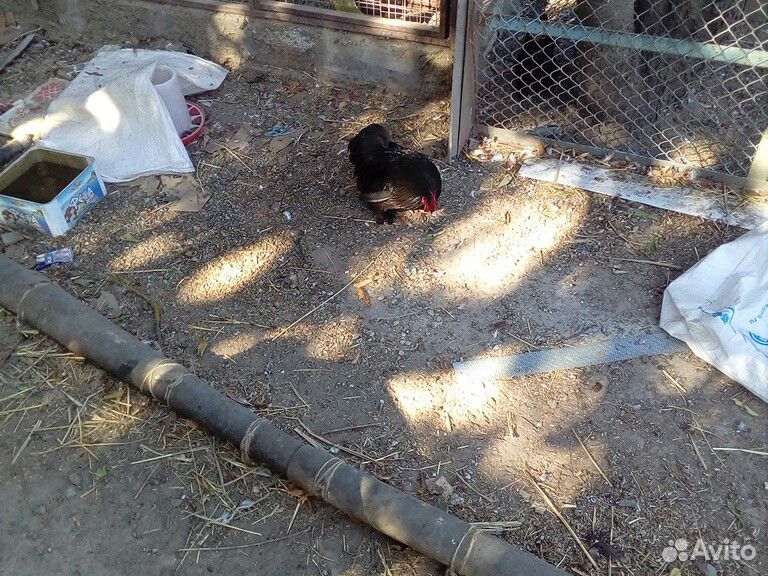 Карликовые кохинхин