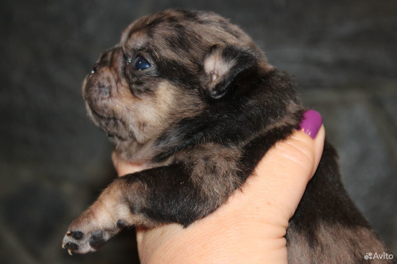 Мальчик мопс мерле& тан