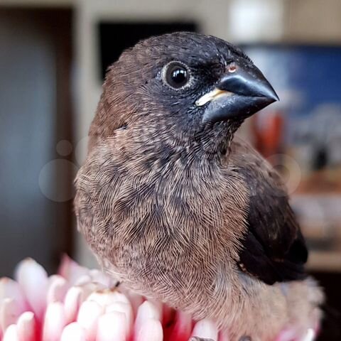 Птенец японской амадины 1 месяц