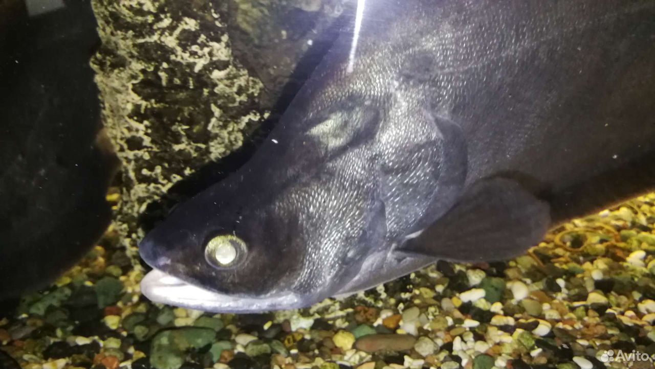 Индийский рыба нож