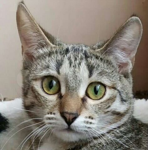 Ищем доброе сердце для Сильви, 7 месяцев. Стерилиз