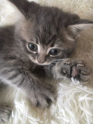 Шотланский прямоухий котик 1,5 мес