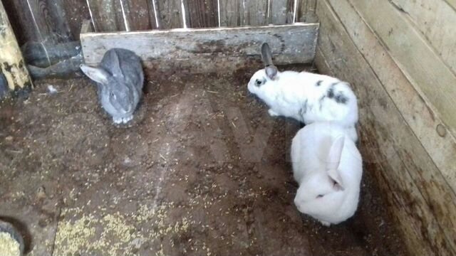 Кролики сукрольные