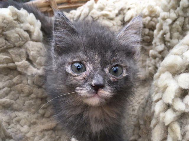 Луна ищет дом