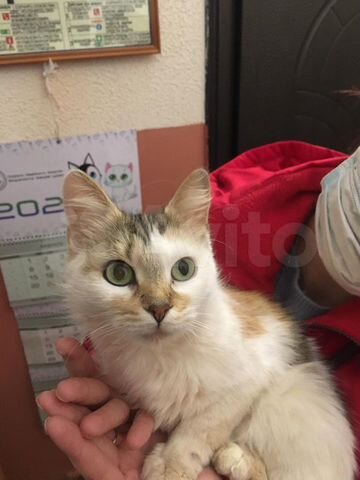 Эльза,трехцветная ласкуша,Вам на счастье