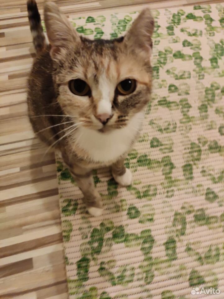 Глаша кошка