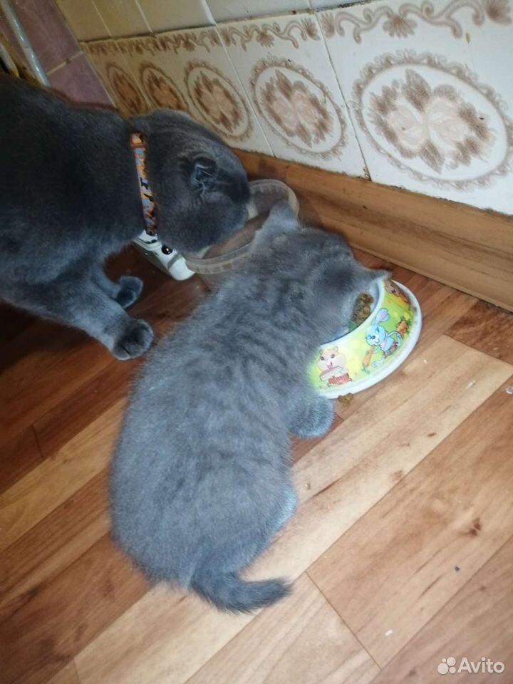 Плюшевые котята шотландские