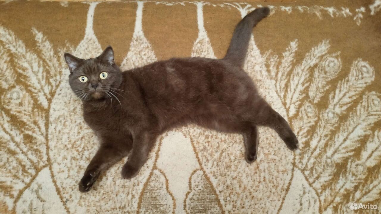 Кошечка для вязки (шотландская страйт)