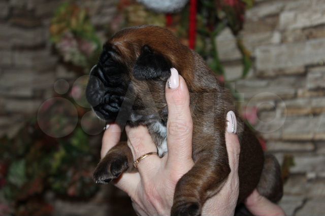 Боксёр щенки рыжие