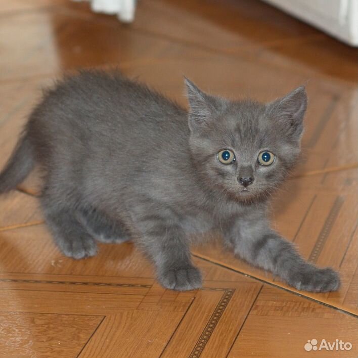 Британская пушистая